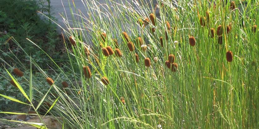 Picking Water Plants For Your Garden Ponds