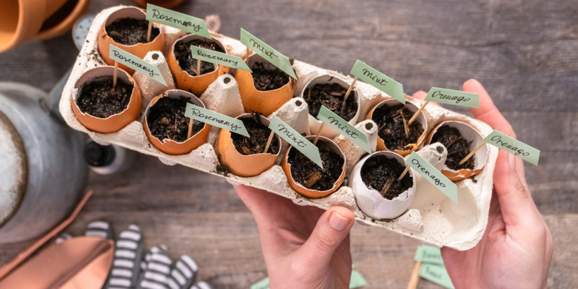 6 Ways to Use Eggshells for Plants and Around the House