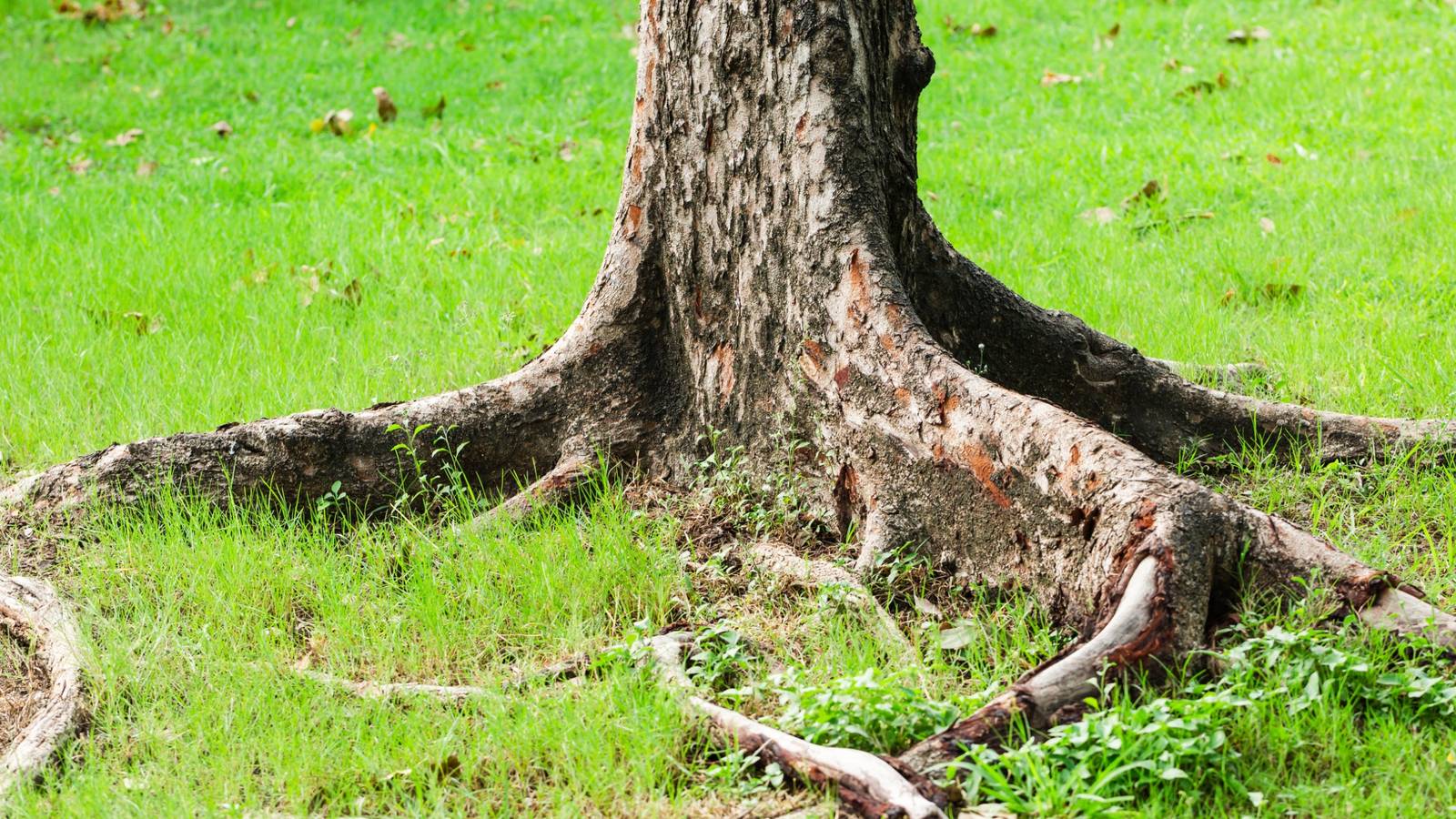 Reclaiming Your Lawn: 7 Strategies for Dealing with Exposed Tree Roots