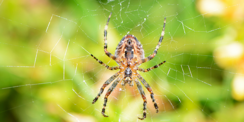 Garden Spiders: Natural Pest Control or Garden Nuisance?