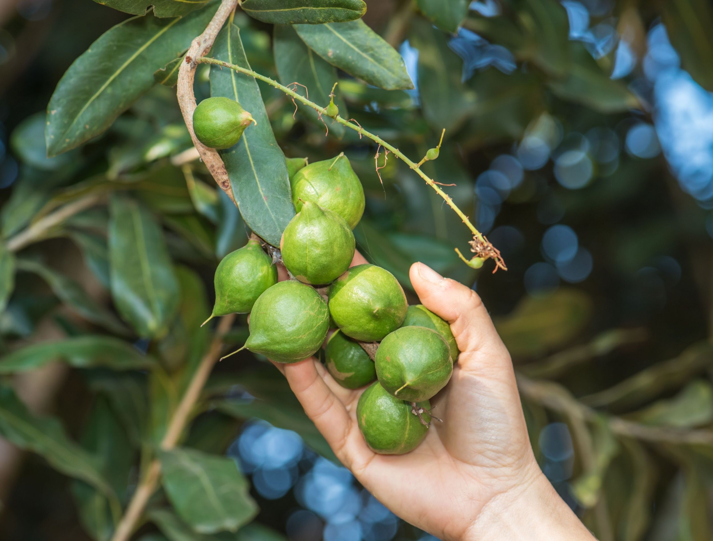 A Guide to Growing Nut Trees in Your Backyard