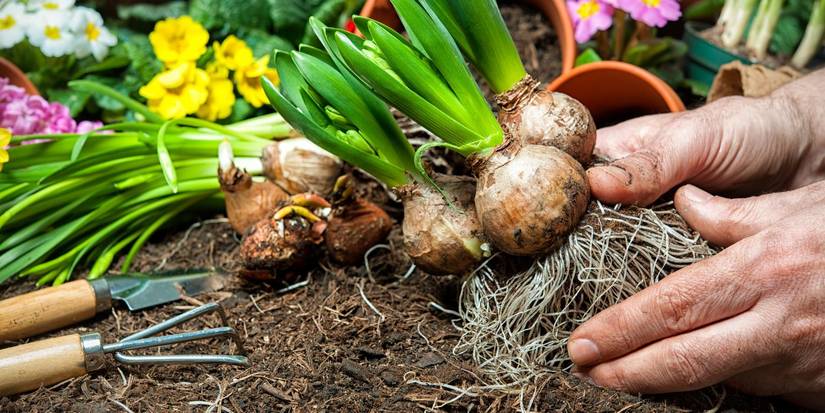 Gardening Projects to Complete in Early Spring