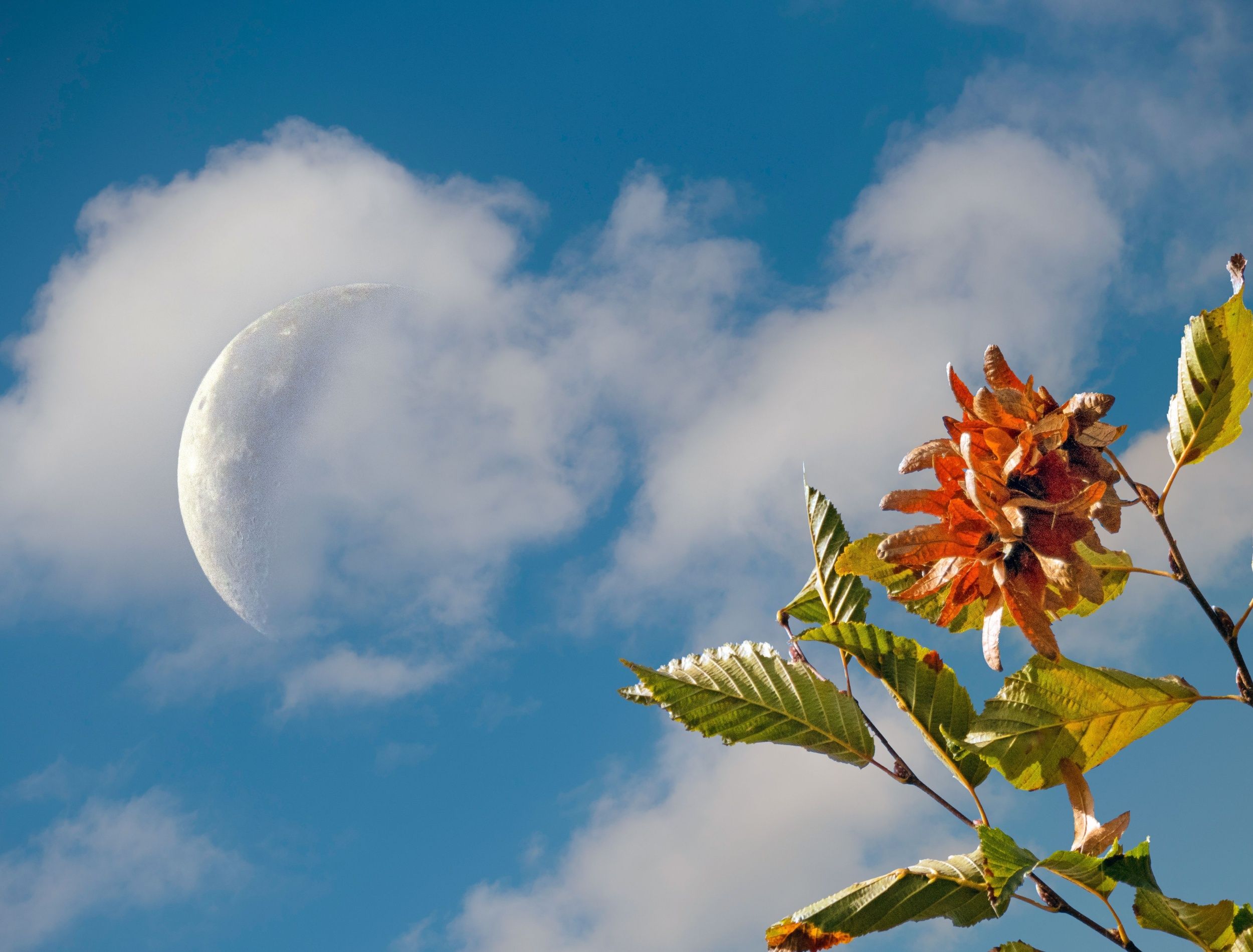 Calender Garden Guide: How to Use the Moon to Maximize Your Yield