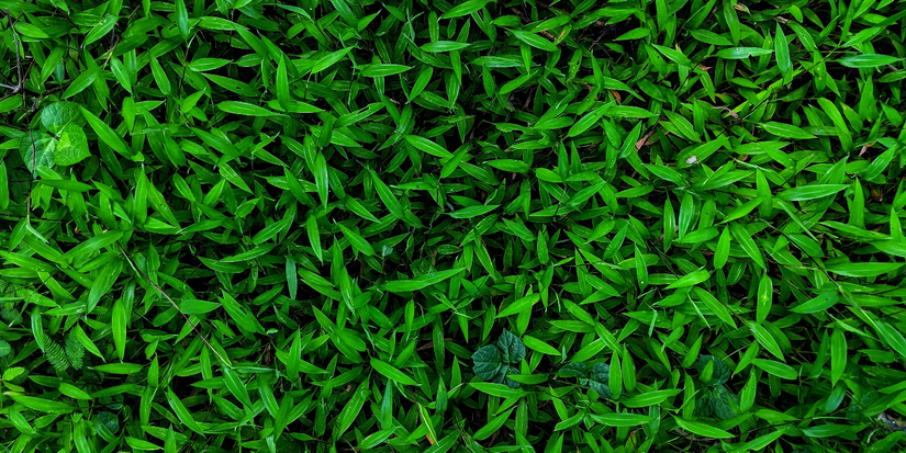 Transform Your Lawn: A Guide To Using Fast-Growing Grass Seed