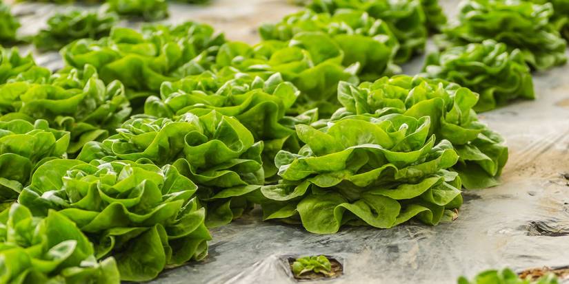 Transform Your Garden With Plants That Thrive in Loam Soil
