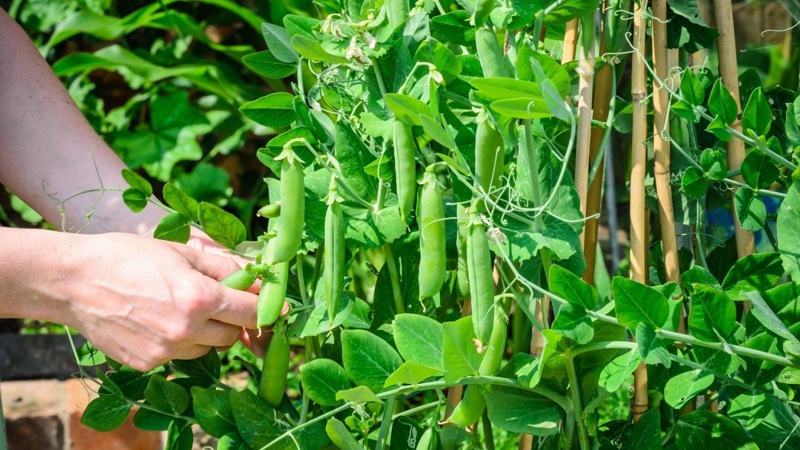 How to Grow and Care for Peas in the Garden