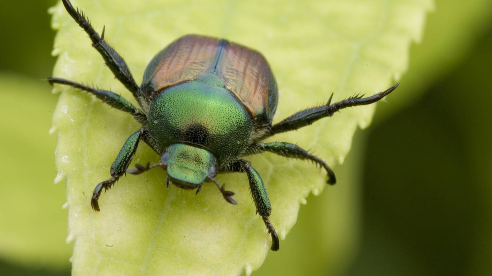 These Sneaky Garden Pests Are Wrecking Your Plants