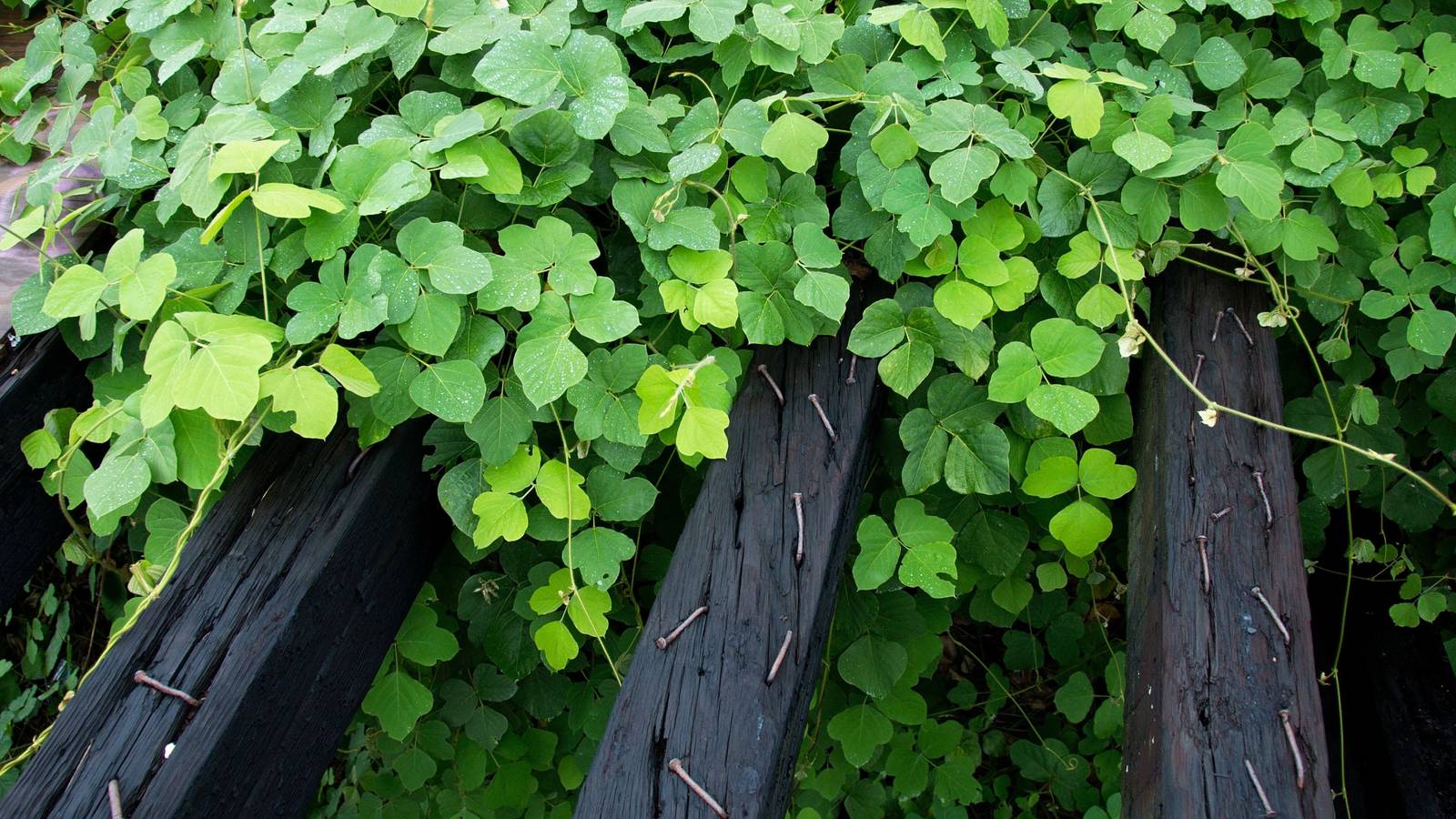 Kudzu: The Notoriously Invasive Vine That Ate the South