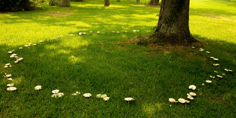 How and Why Mushrooms Form Fairy Circles
