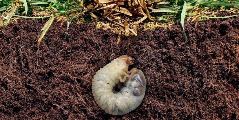 Understanding and Eliminating Lawn Grubs