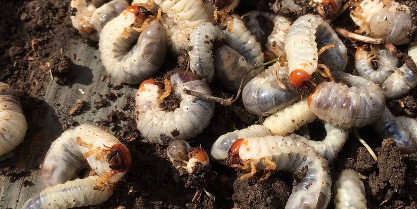 April Showdown: Confronting Lawn Grubs in Your Grass