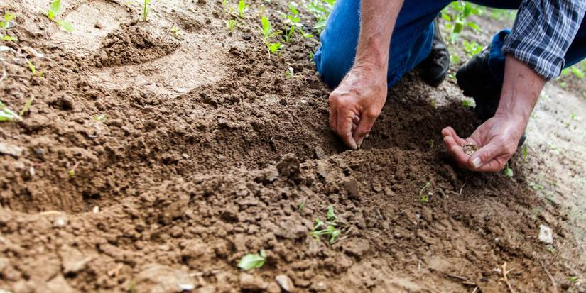 Transform Your Garden With Plants That Thrive in Loam Soil