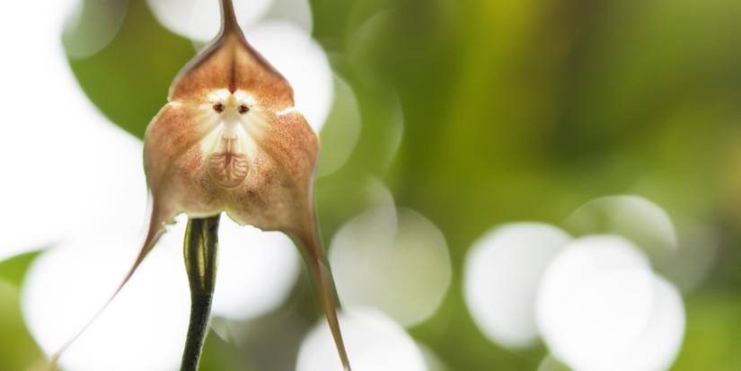 From Monkey Faces to White Egrets: Orchid Blooms That Steal The Show