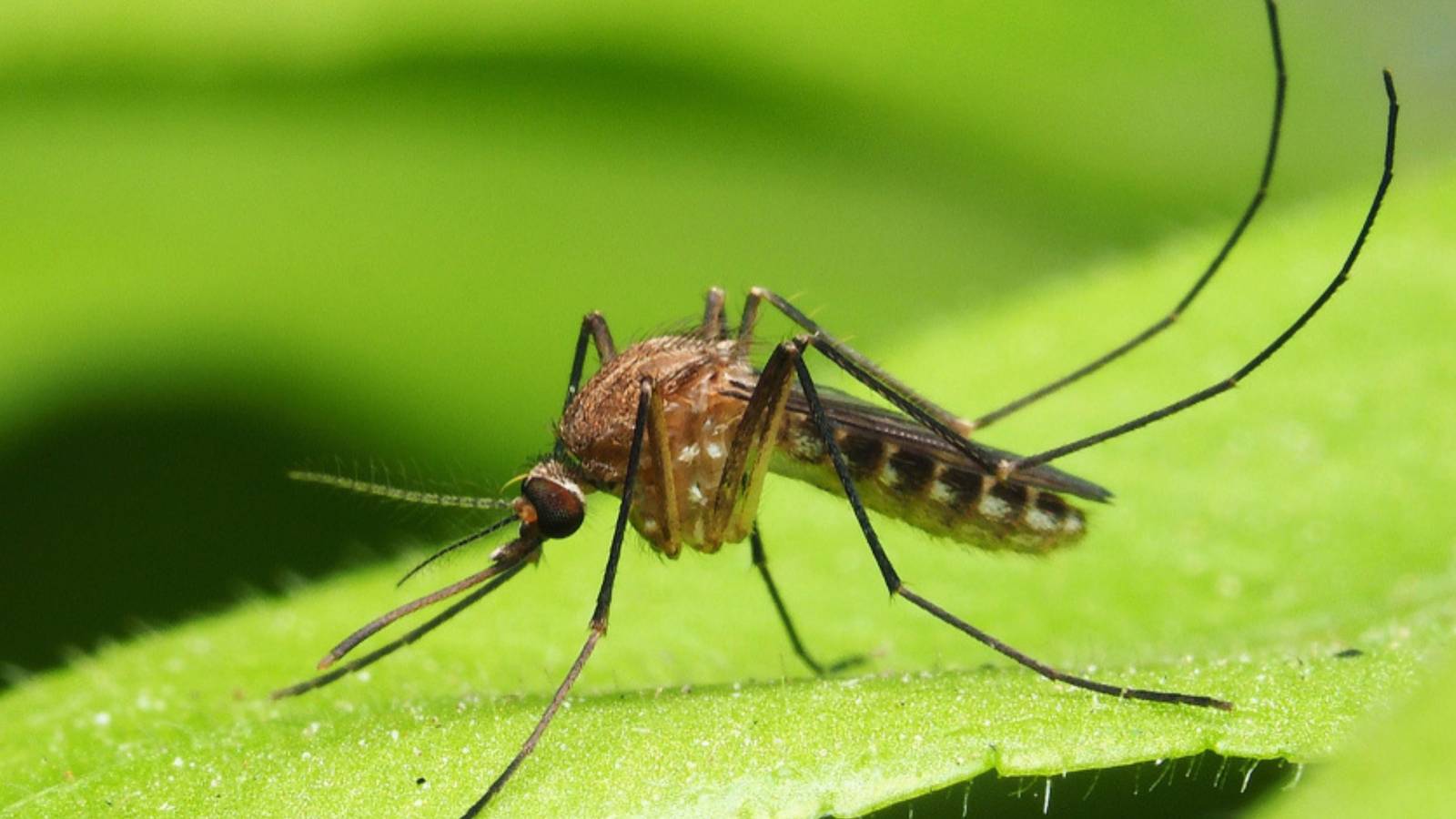 Get Rid of Mosquitoes Naturally With Plants