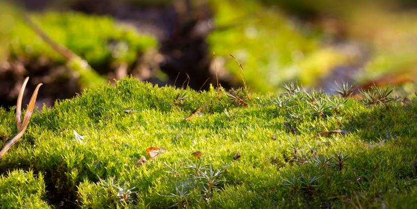 Moss vs. Grass: Rethinking Your Lawn Choices