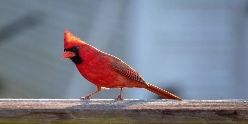 The Dichotomy of Backyard Bird Diversity