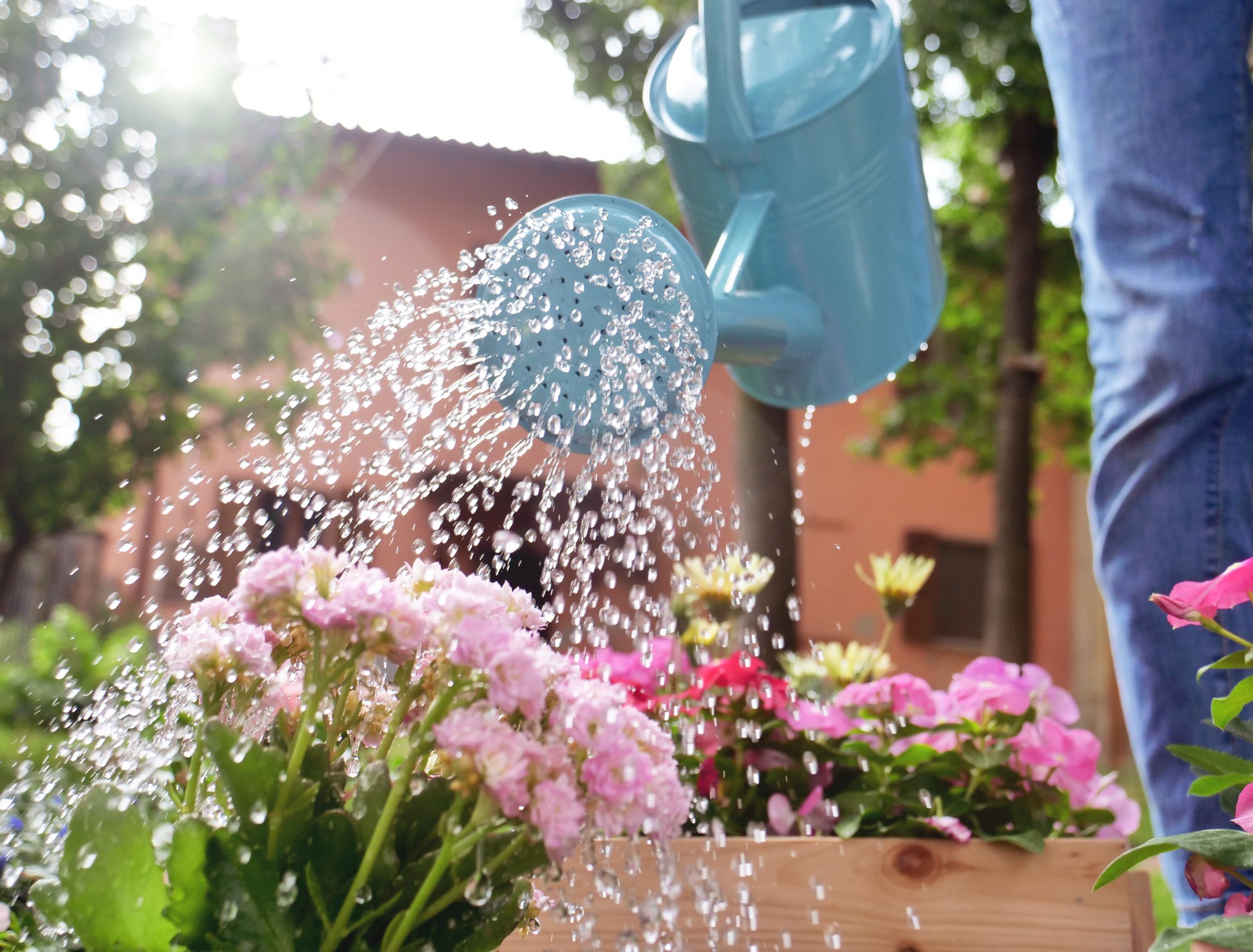 5 Ways to Recycle Water and Hydrate Your Plants