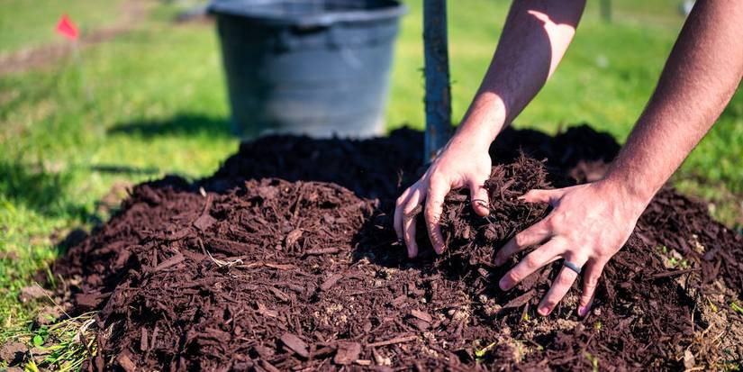 Reclaiming Your Lawn: 7 Strategies for Dealing with Exposed Tree Roots