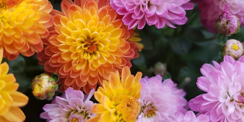 Two Special Flowers That Represent Those Born in November