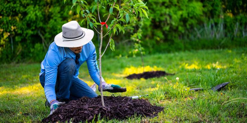 Why April is the Perfect Time to Plant Trees