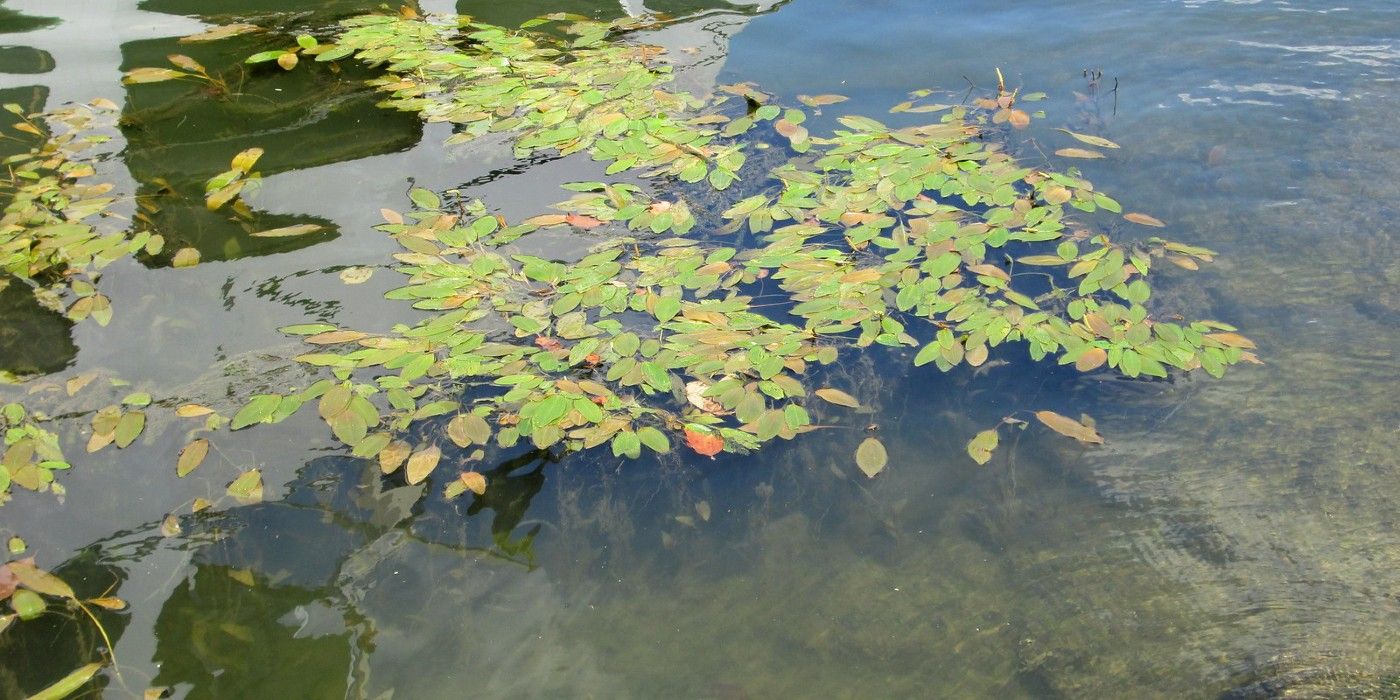 Picking Water Plants For Your Garden Ponds