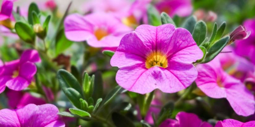 Ephemeral Blooms: Short-Lived Flowers for a Dynamic Garden