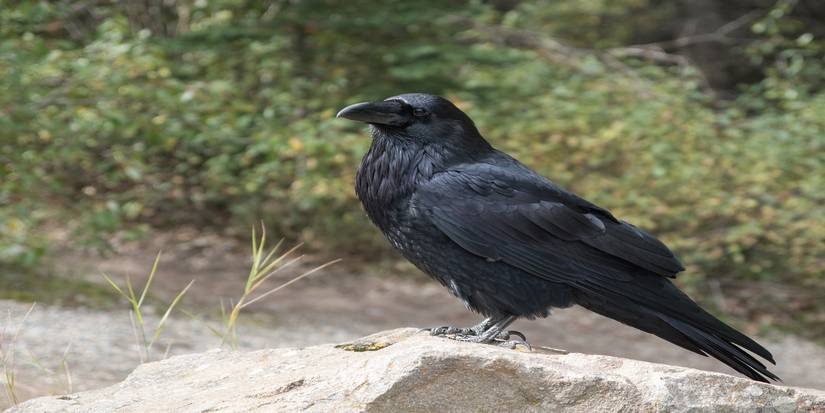 How to Tell a Crow from a Raven: Expert Identification Tips