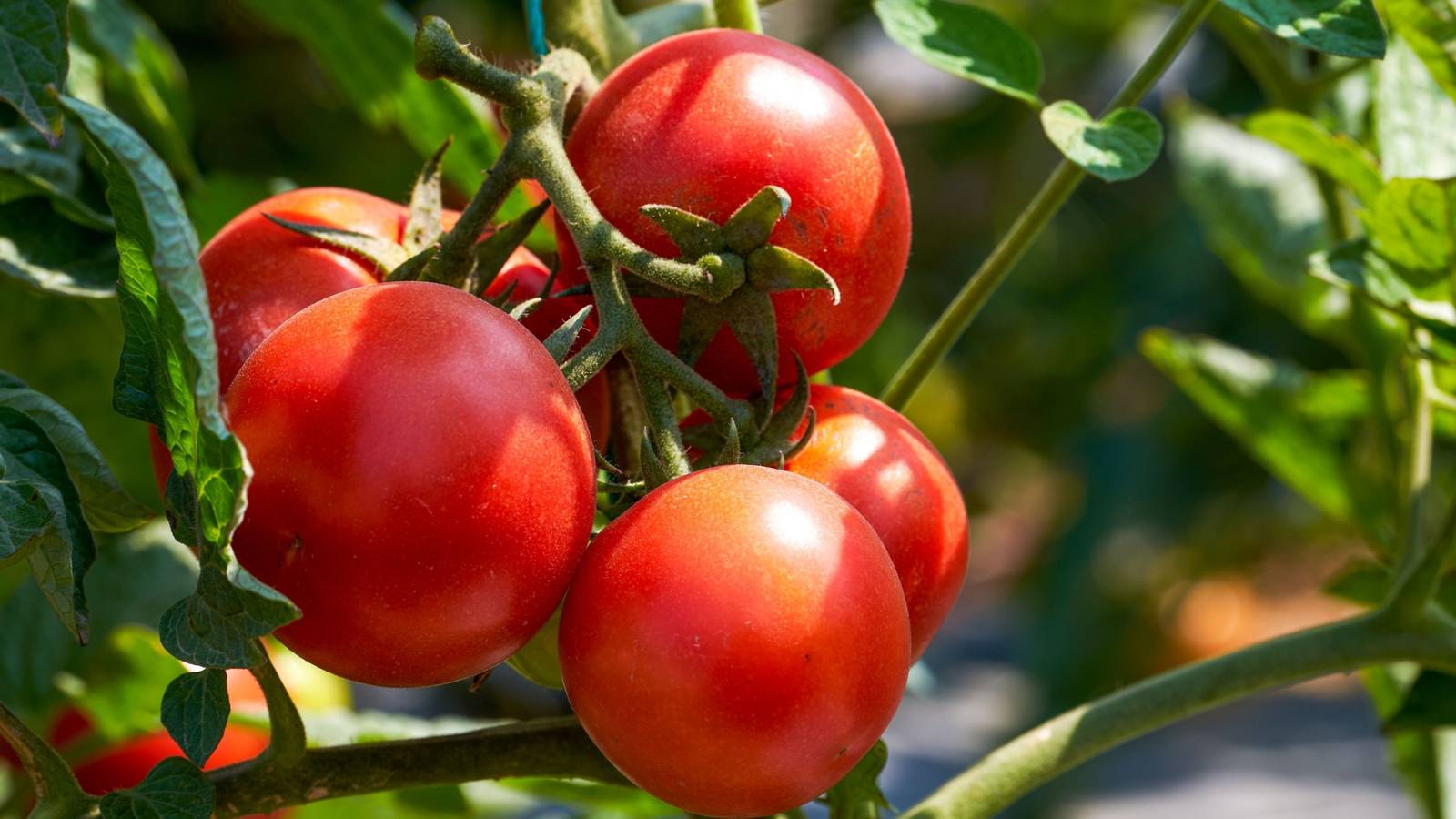 Choosing the Right Type for Your Hardiness Zone