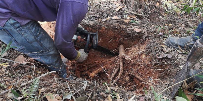 How to Use Baking Soda and Vinegar to Kill Tree Roots