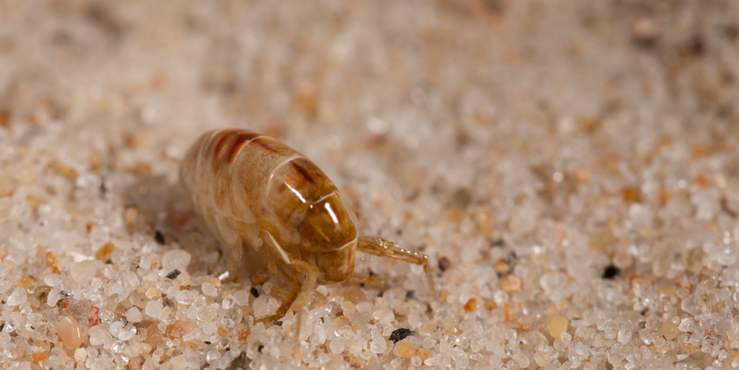 Use Eco-Friendly Flea Solutions This Fall