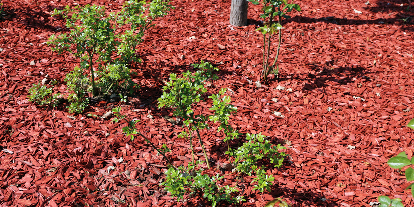 Red Mulch: How It Benefits Your Garden or Landscape