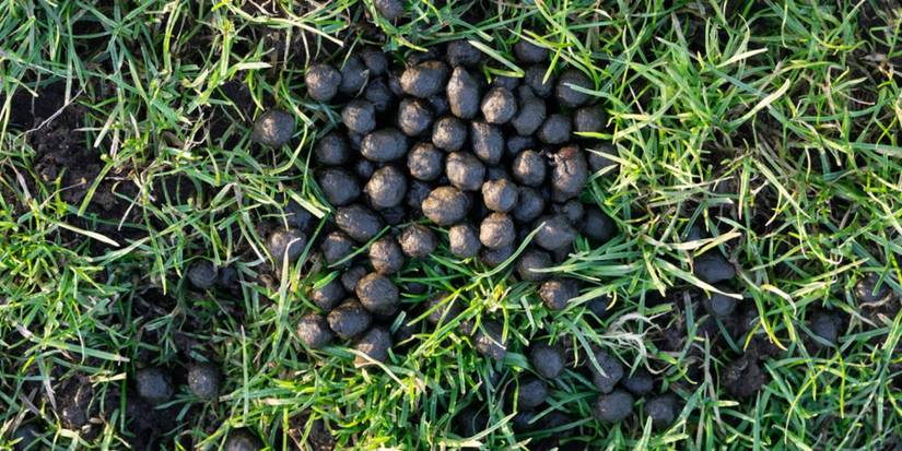 Wild Animals in Your Attic? Signs, Risks, and Humane Solutions