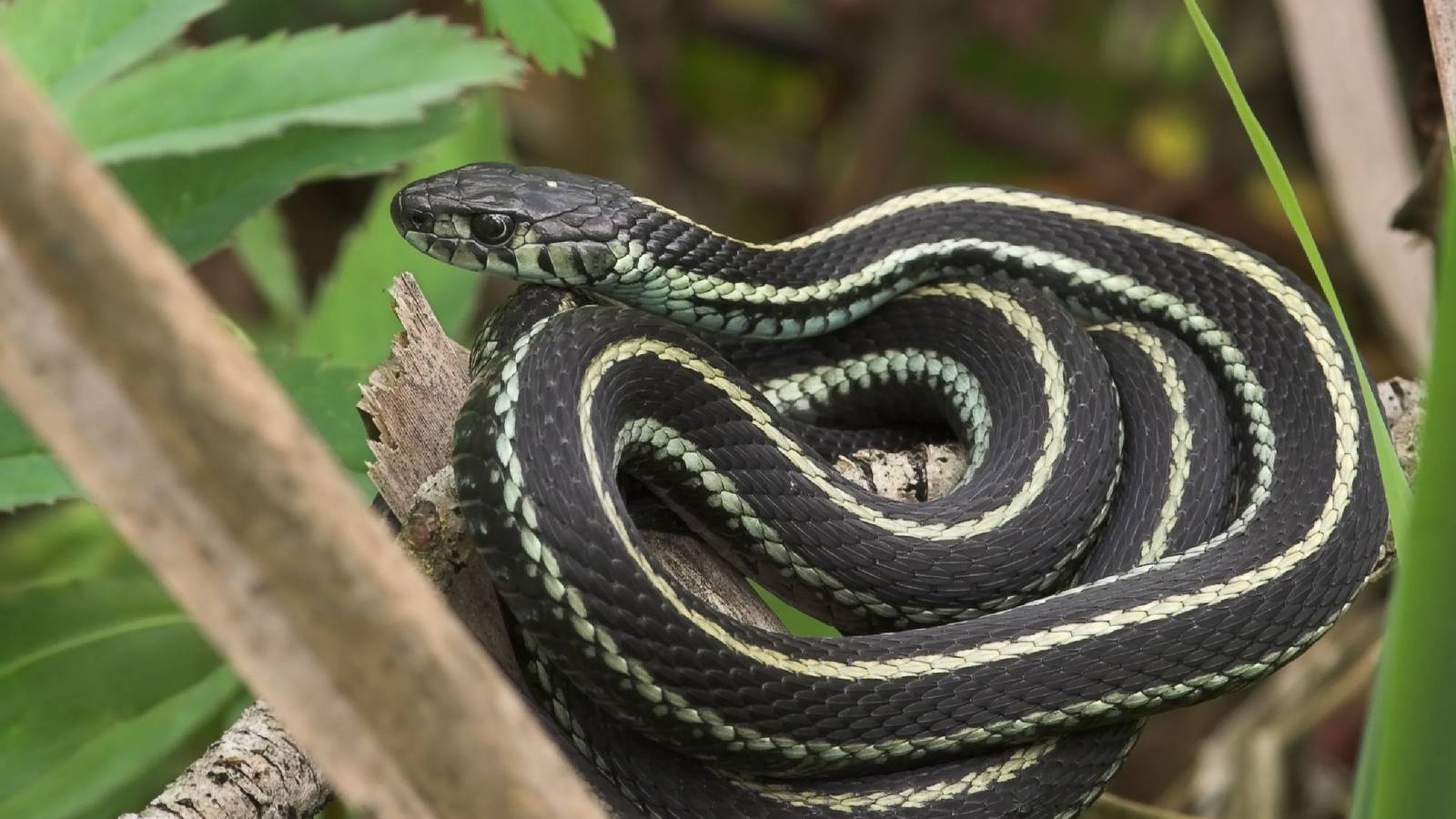 Why Snakes Are Vital for a Healthy Ecosystem