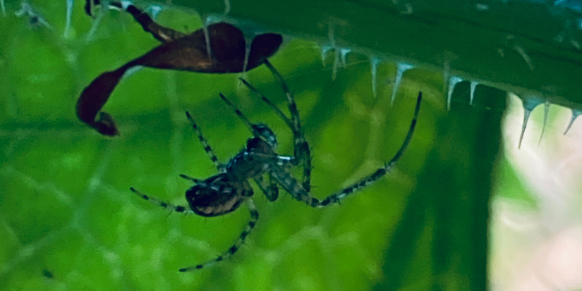 Garden Spiders: Natural Pest Control or Garden Nuisance?