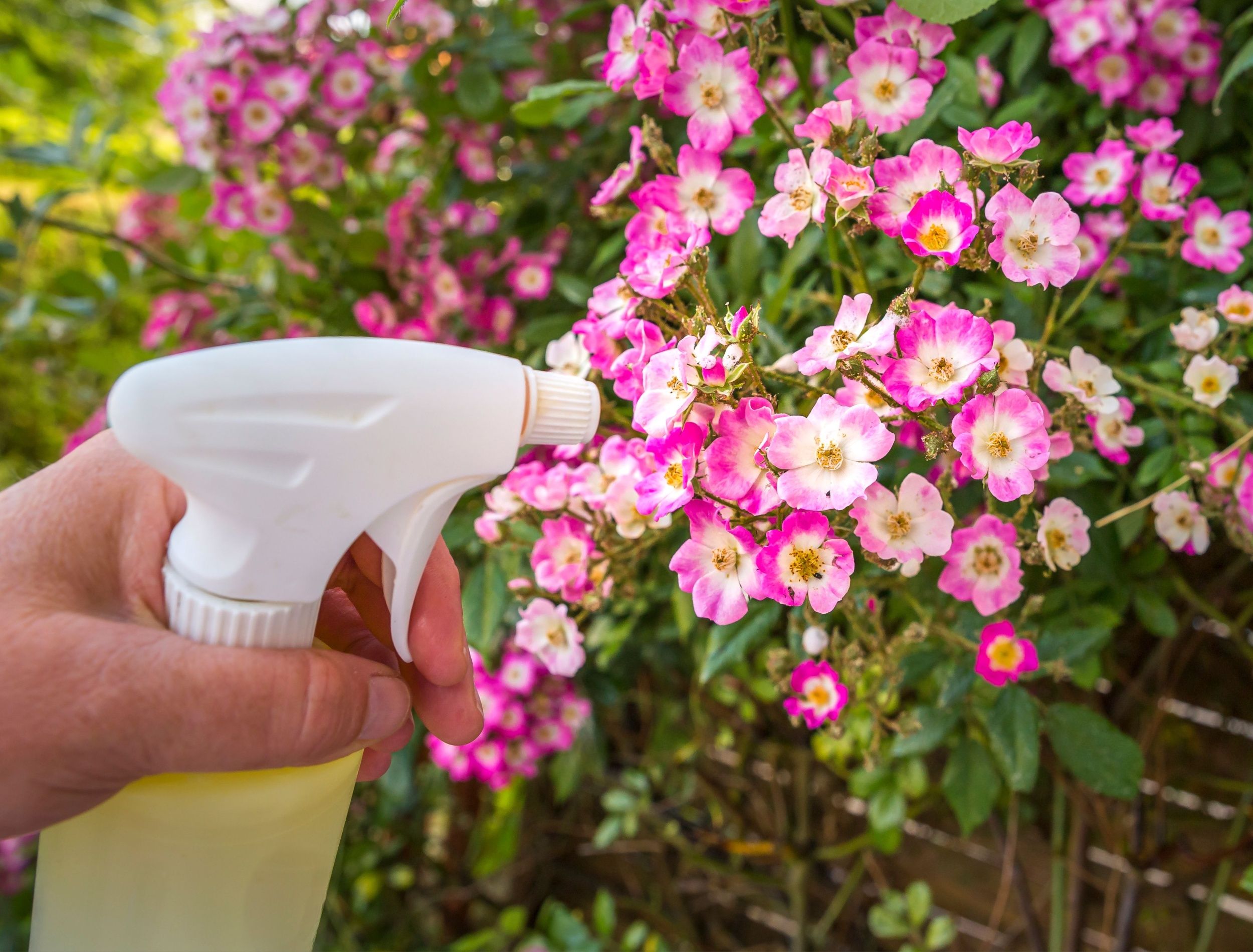 6 Types of Evergreens To Fill In Your Landscaping Design