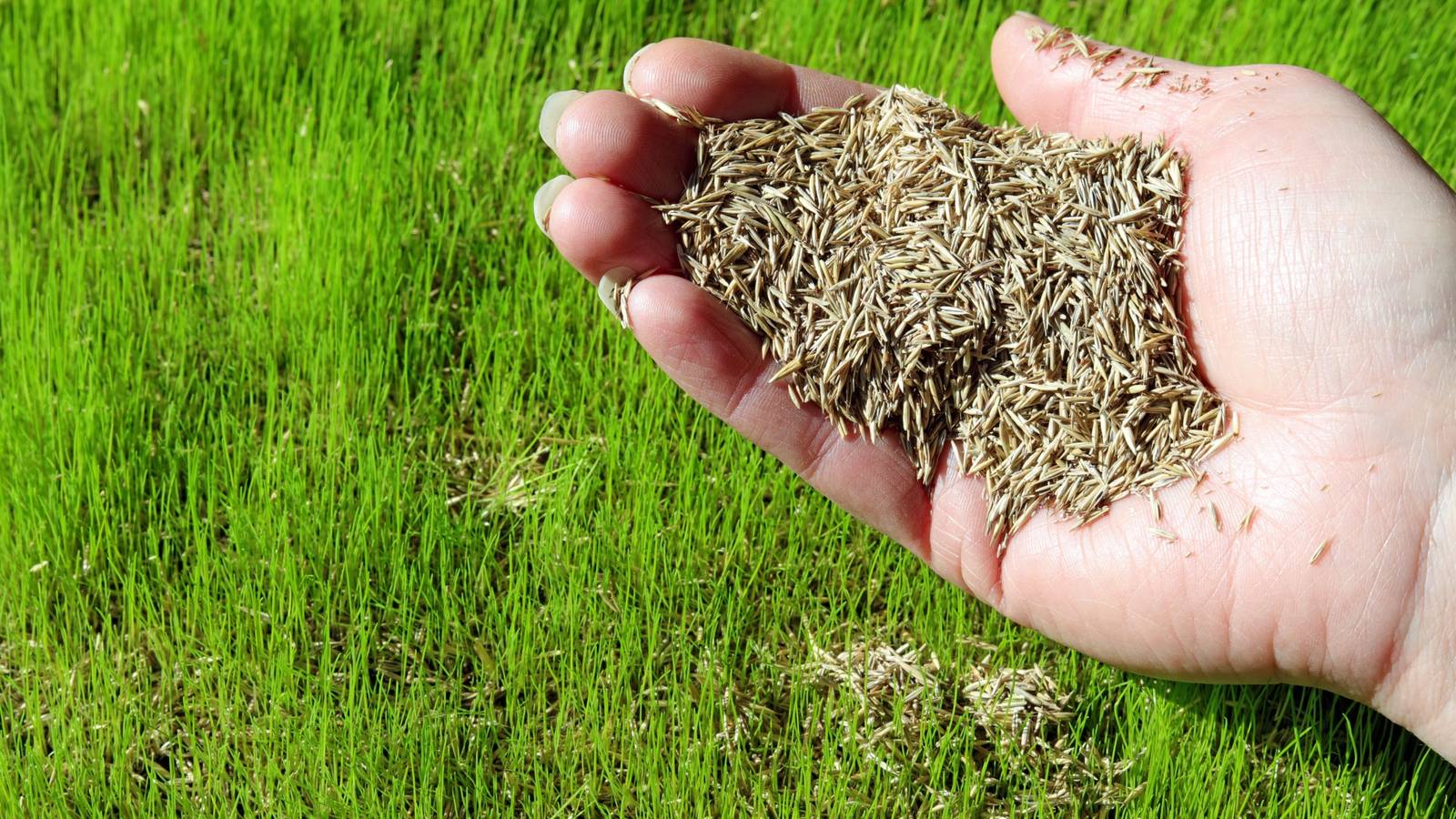 Transform Your Lawn: A Guide To Using Fast-Growing Grass Seed