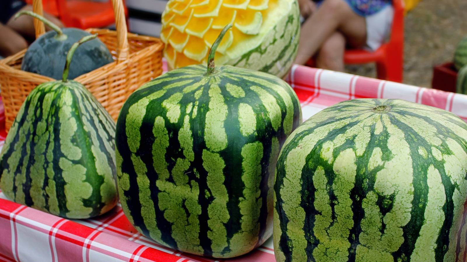 Decoding the Square Watermelon: A Curious Culinary Marvel