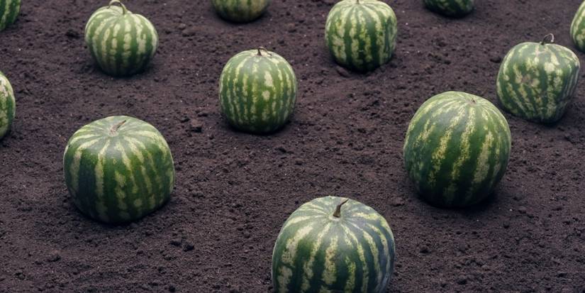 Decoding the Square Watermelon: A Curious Culinary Marvel