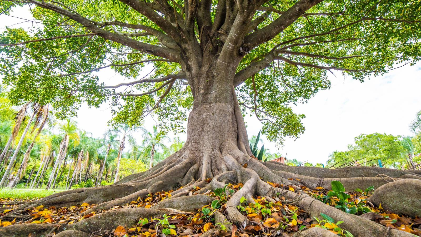Battling Invasive Tree Roots to Protect Your Plumbing