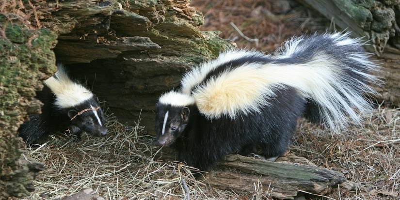 Eliminating Skunks From Your Garden: Effective Solutions