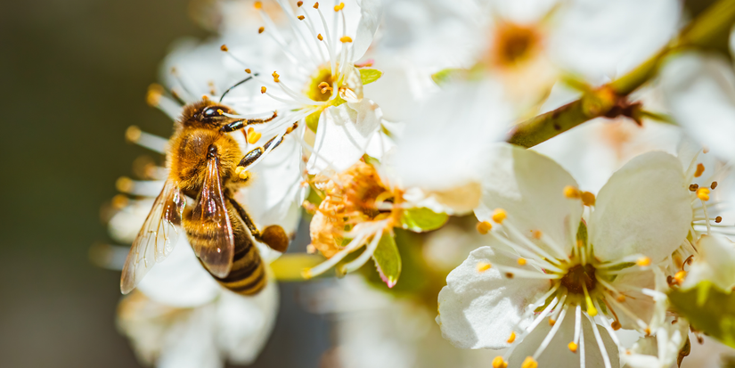 Top 5 Insects for a Thriving Pollinator Garden