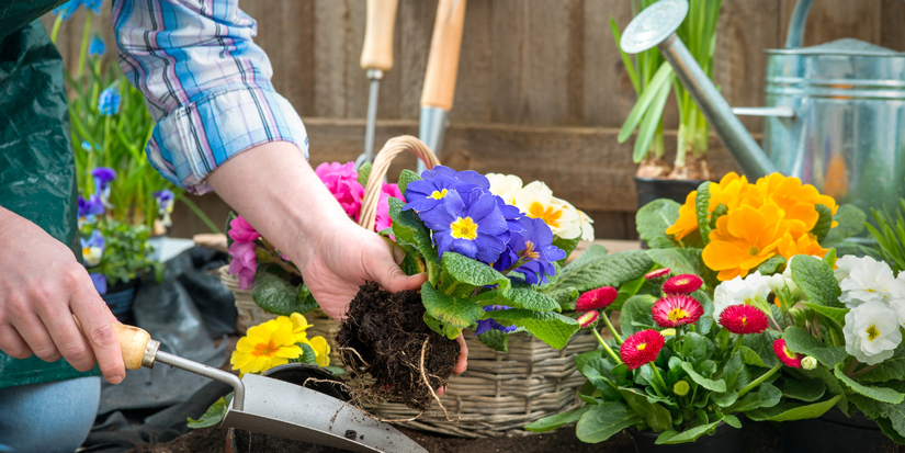 Edimental Gardening Trend Blending Beauty and Edibles - Alices Wonderland Nursery