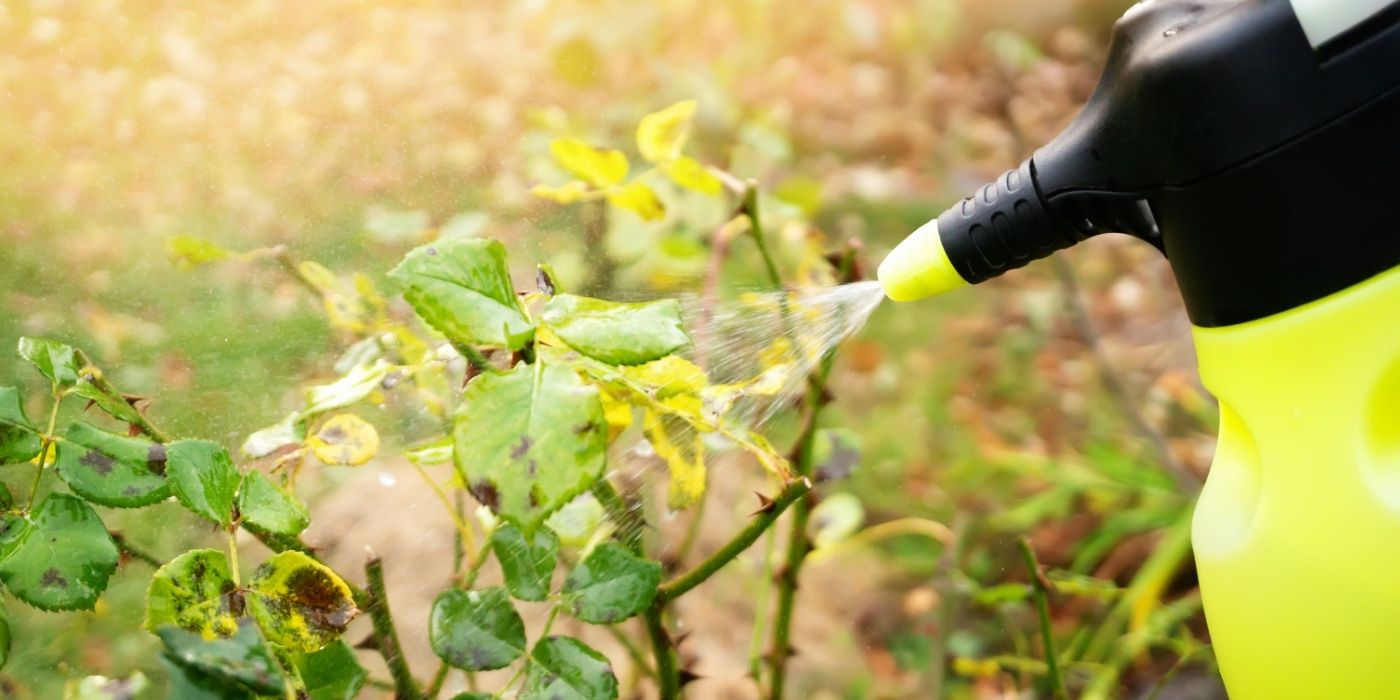 June Garden Threats: Hacks For Plant Pests and Diseases