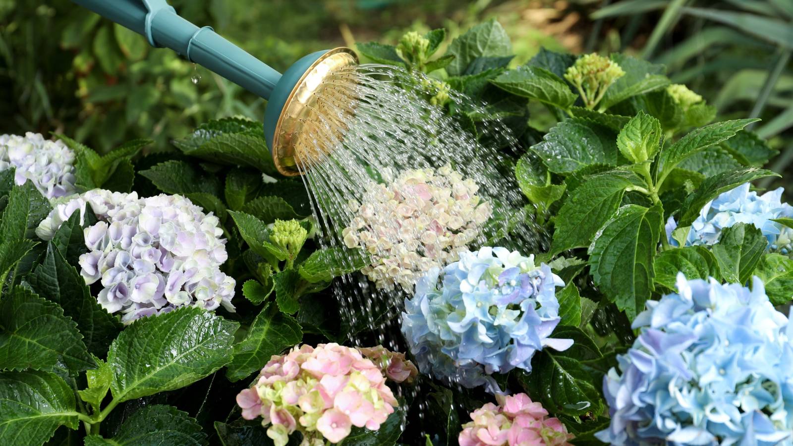 Rehabilitating Overwatered Hydrangeas