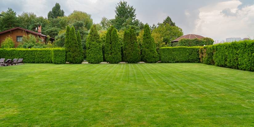 How Often and Why You Should Roll Your Lawn