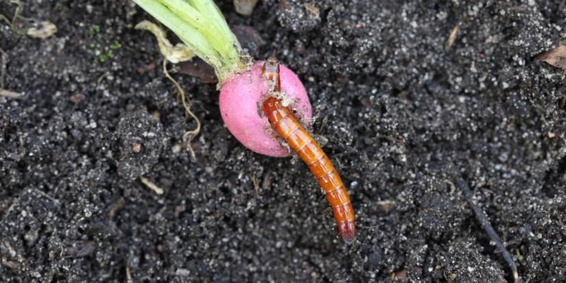 Why Brown Worms May be Harmful to Your Soil