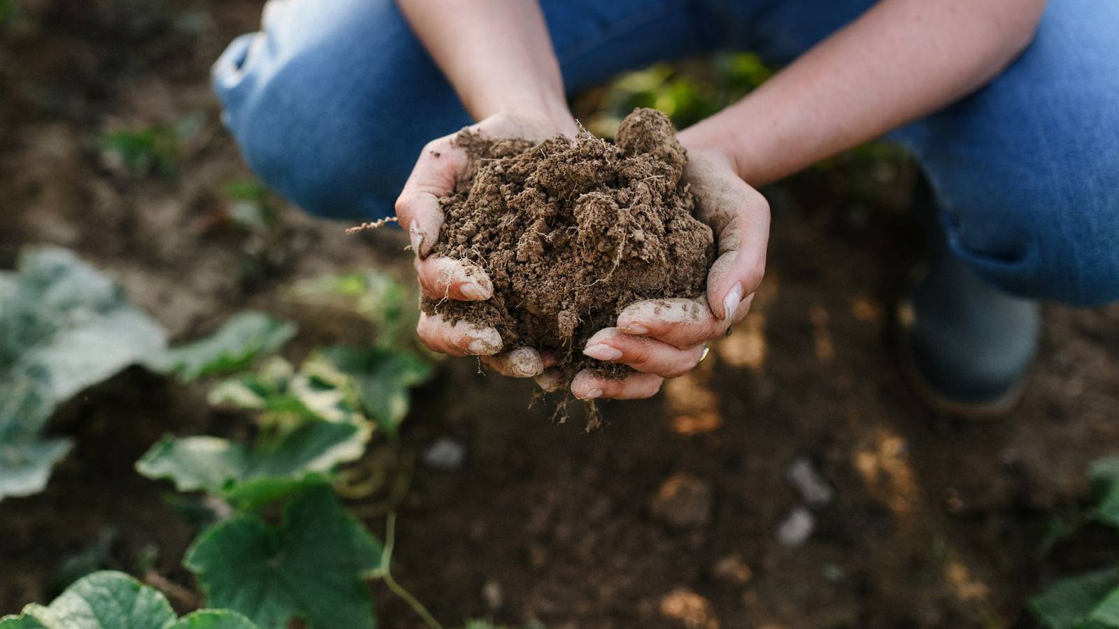 5 Weird but Effective Things to Add to Your Garden Soil