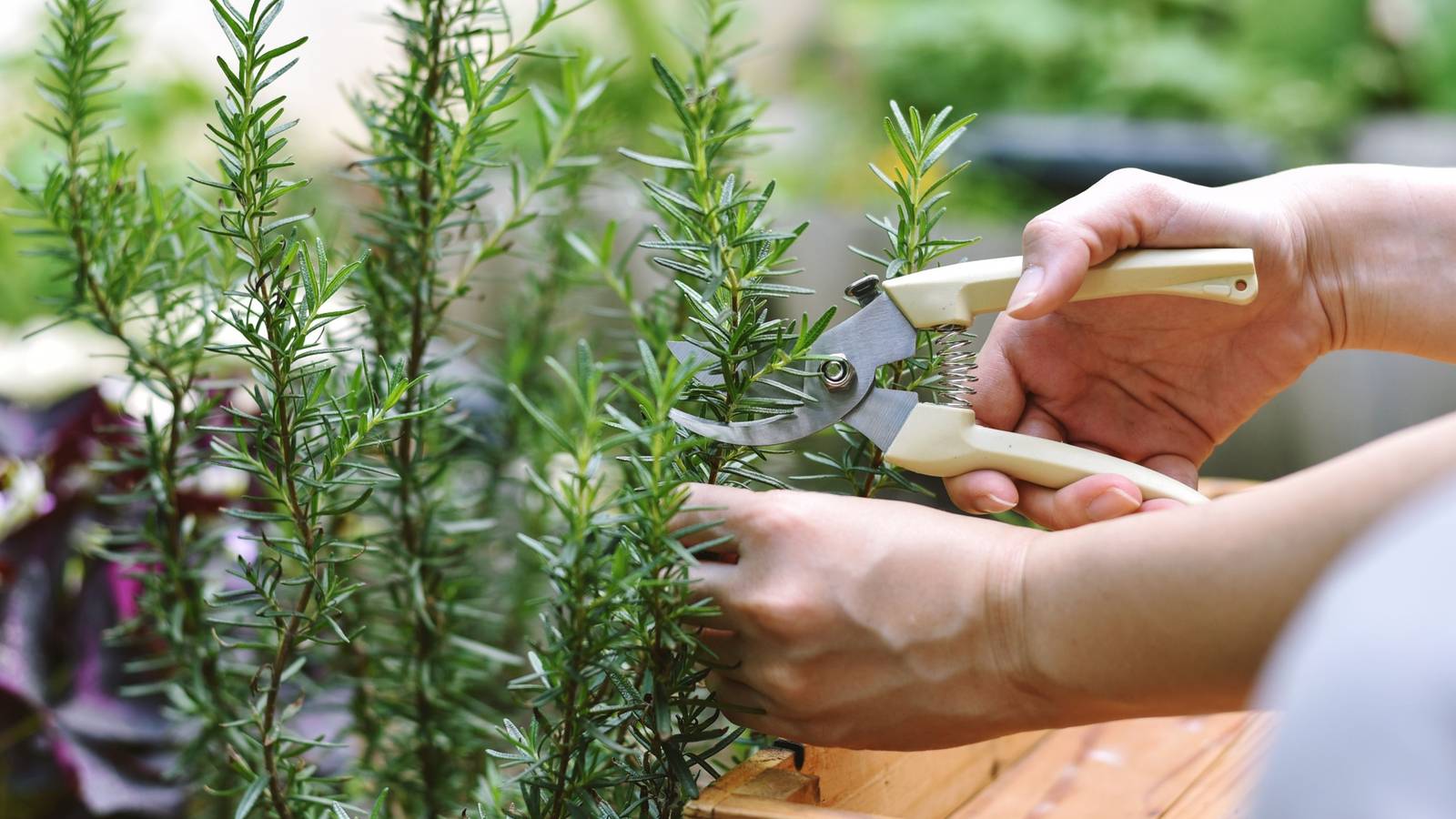 Transform Meals and Spaces With the Power of Rosemary