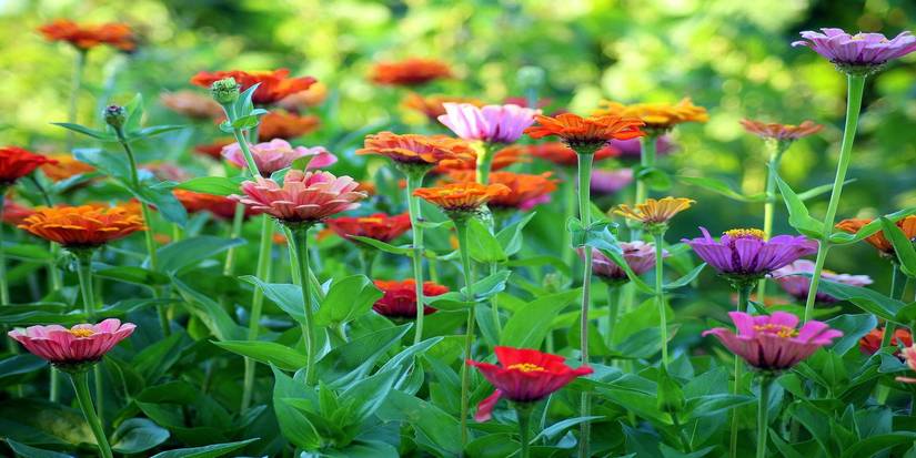 Annual Flowers That Keep Your Garden Colorful All Year Long