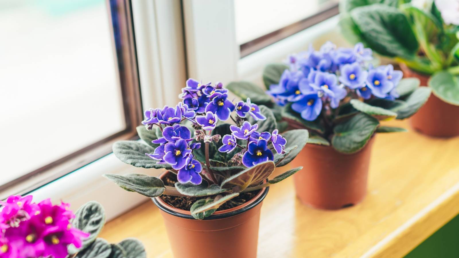 Garden Windows: Plants That Transform Your Space